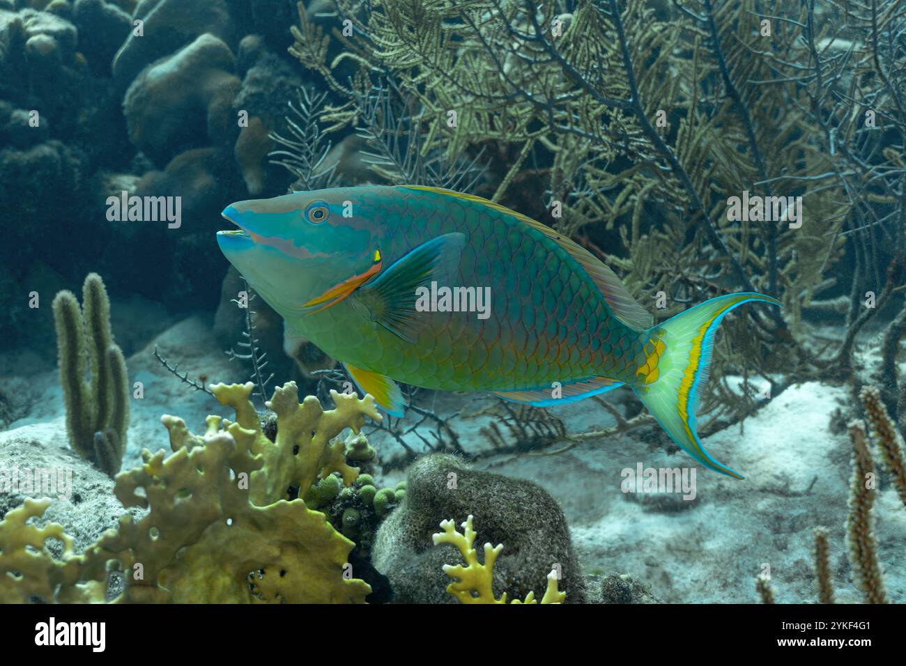 A vibrant Queen Parrotfish or Scarus vetula swims among coral reefs in ...