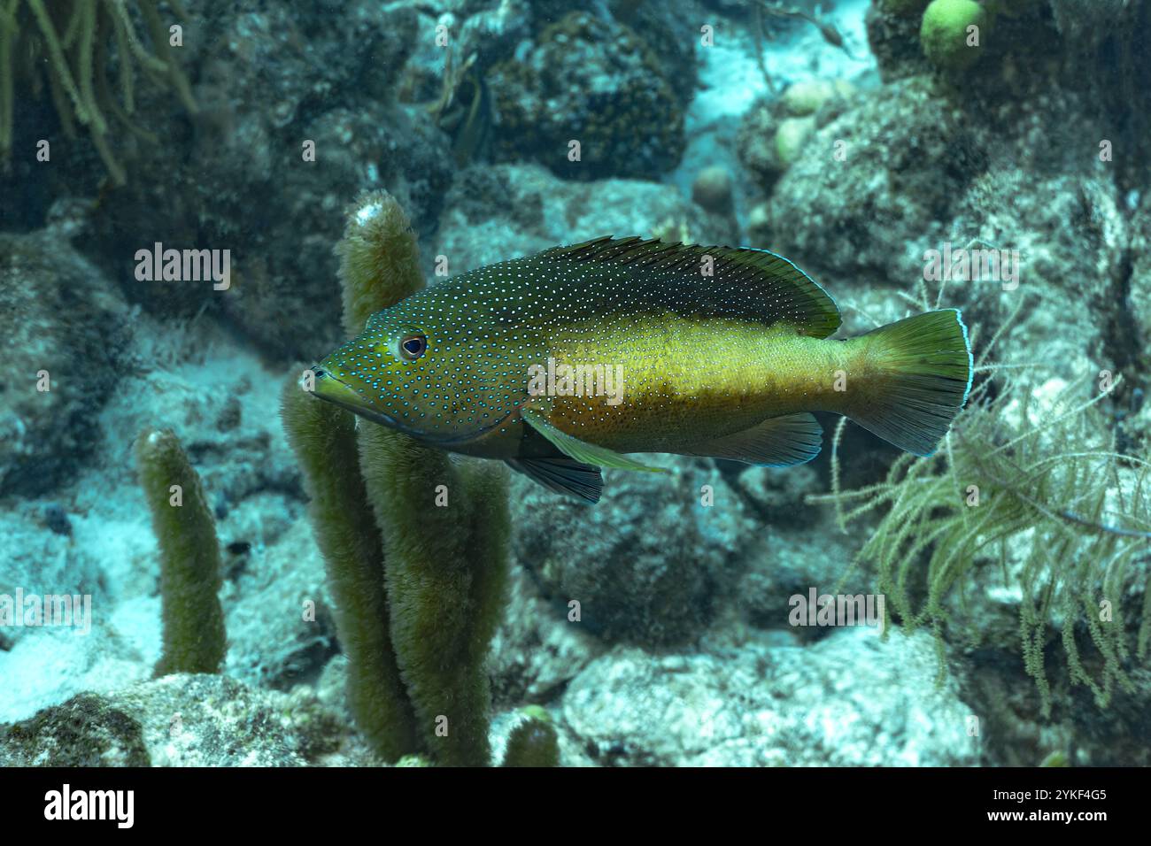 A vibrant Cephalopholis fulva showcasing its unique spotted pattern ...