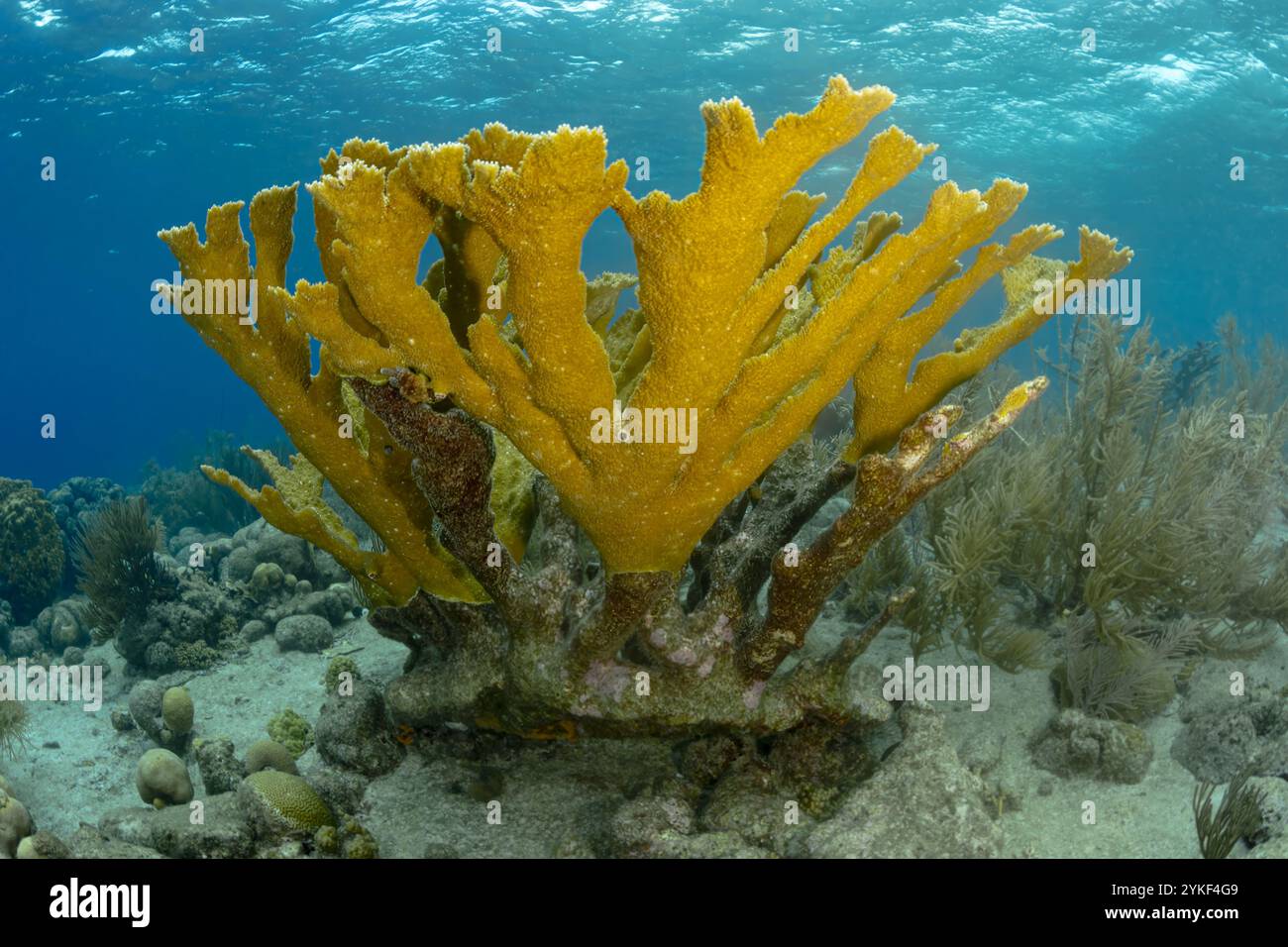 An underwater view of a healthy coral reef teeming with diverse marine ...