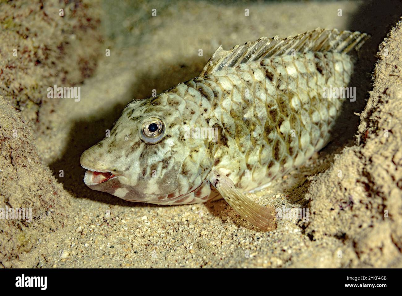 A close-up of a scrawled cowfish or Acanthostracion quadricornis ...