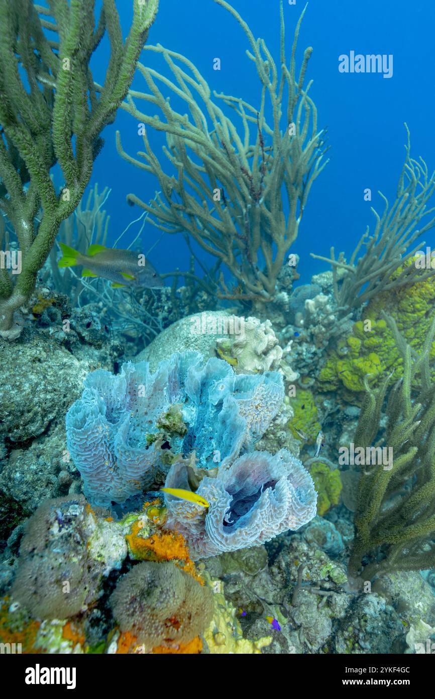 Bonaire's underwater world showcasing vibrant blue sponge amidst ...