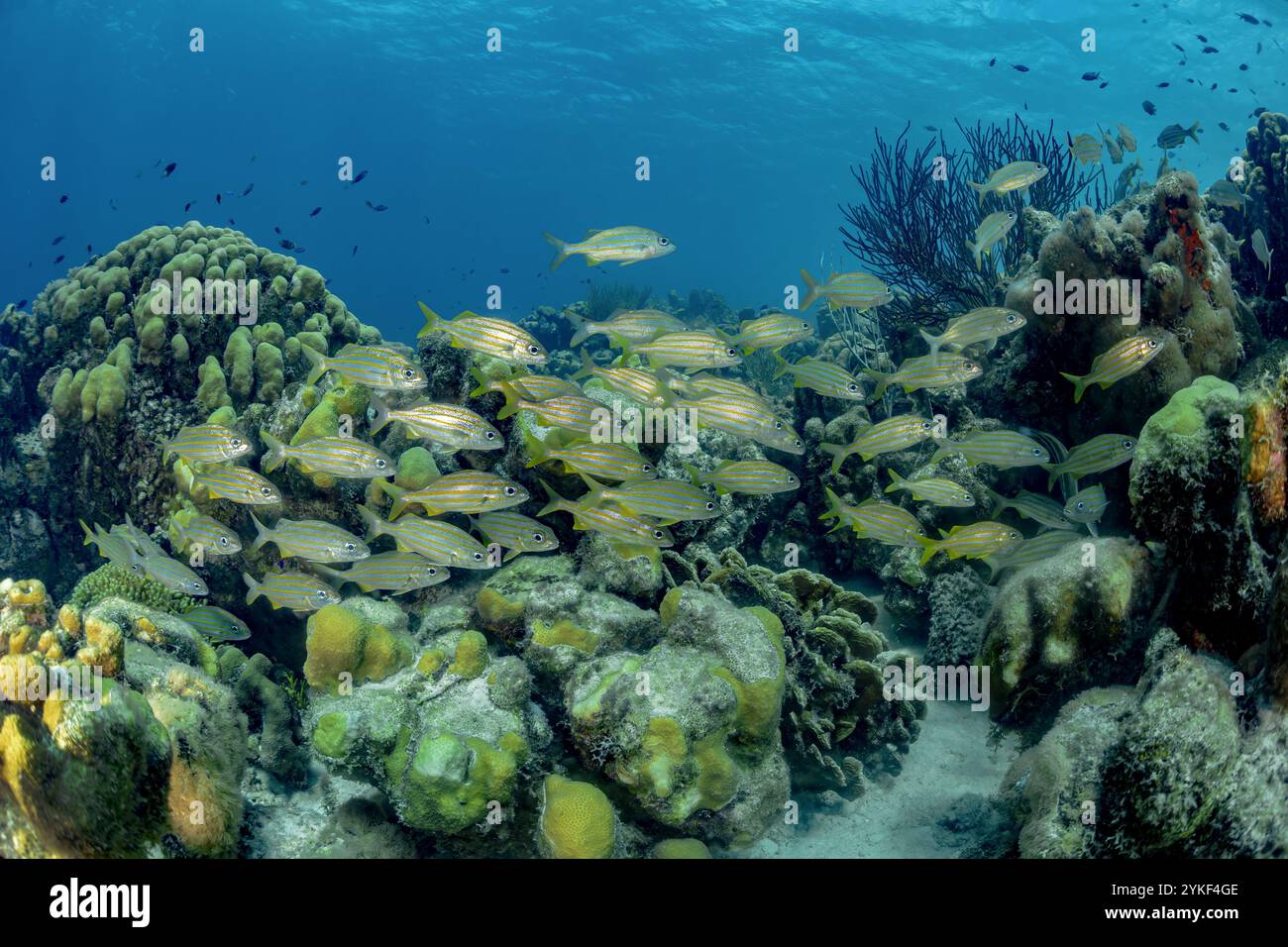 A vibrant underwater scene featuring a school of Haemulon flavolineatum ...