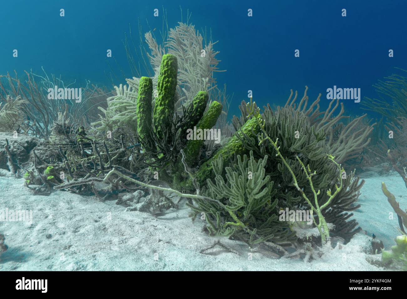 Branching corals showcasing hi-res stock photography and images - Alamy