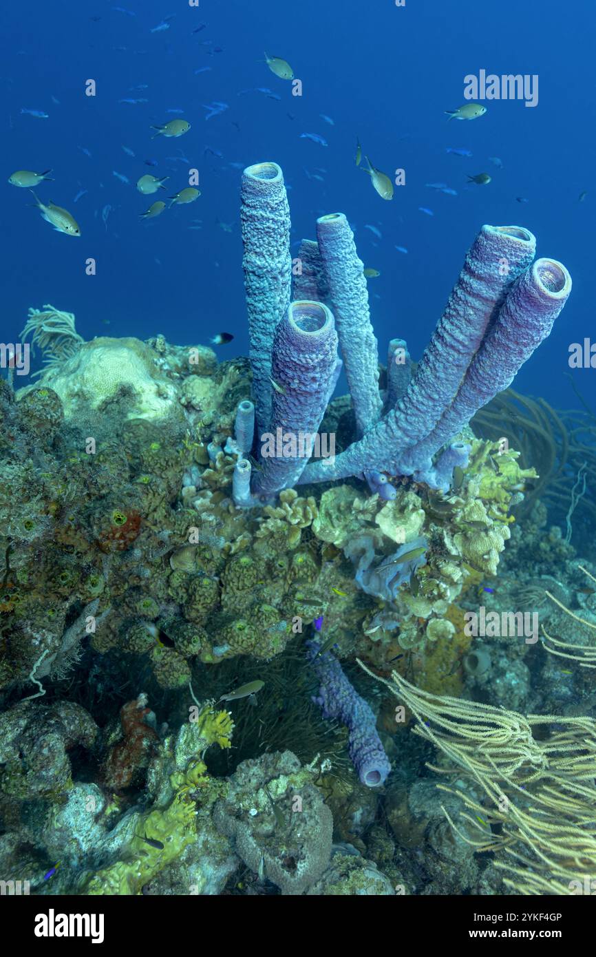 A vibrant underwater scene at a coral reef in Bonaire, showcasing a ...