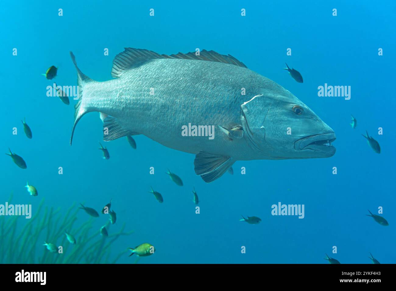 A Lutjanus jocu, or dog snapper, dominates the frame as it swims among ...