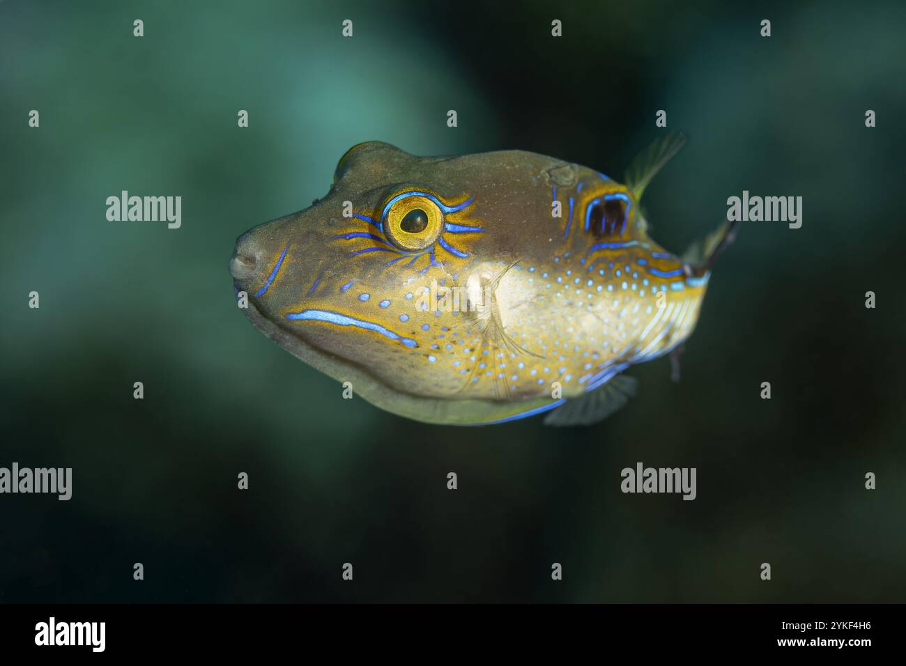 A vivid Canthigaster rostrata, also known as the Sharpnose Puffer ...