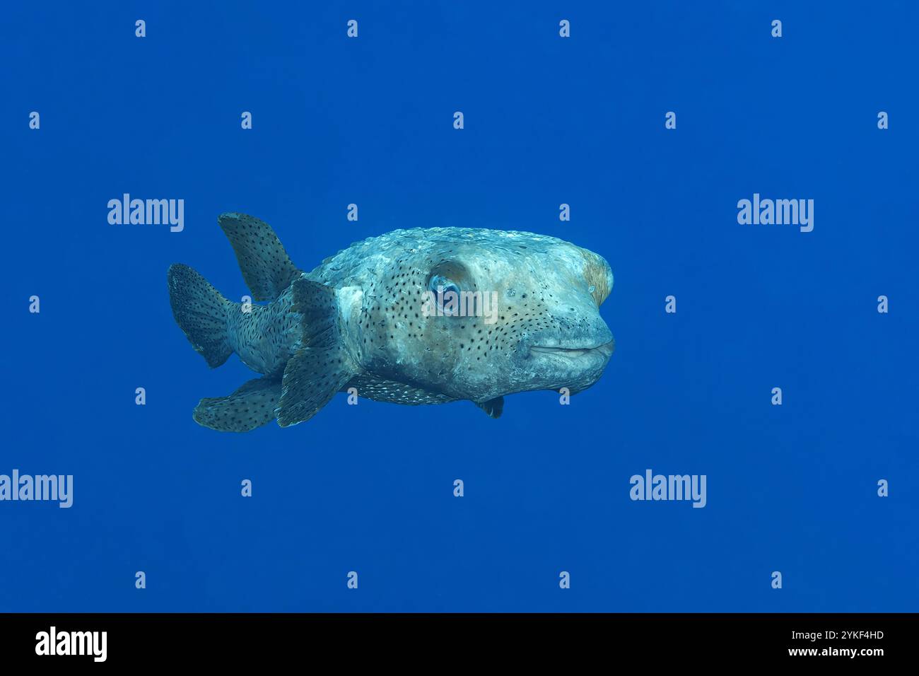 A lone Diodon hystrix swimming in the clear blue waters of Bonaire ...