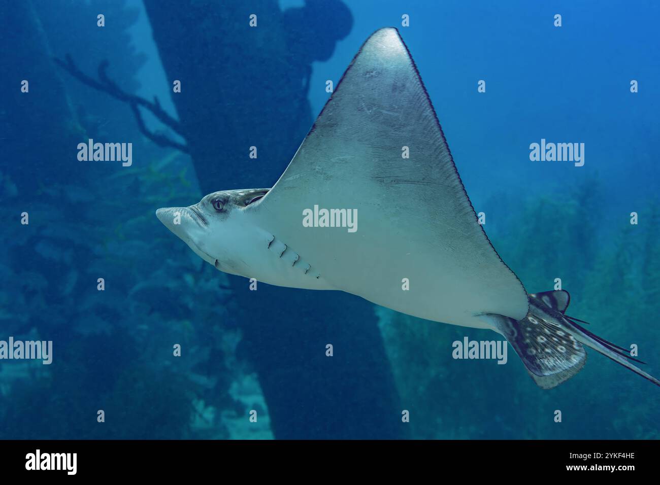 Majestic Aetobatus ocellatus, commonly known as the spotted eagle ray ...
