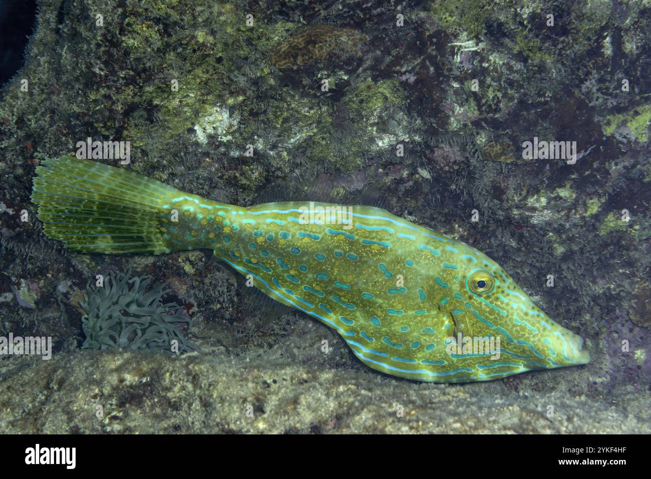 A colorful Aluterus scriptus, known as Scribbled Filefish, camouflages ...