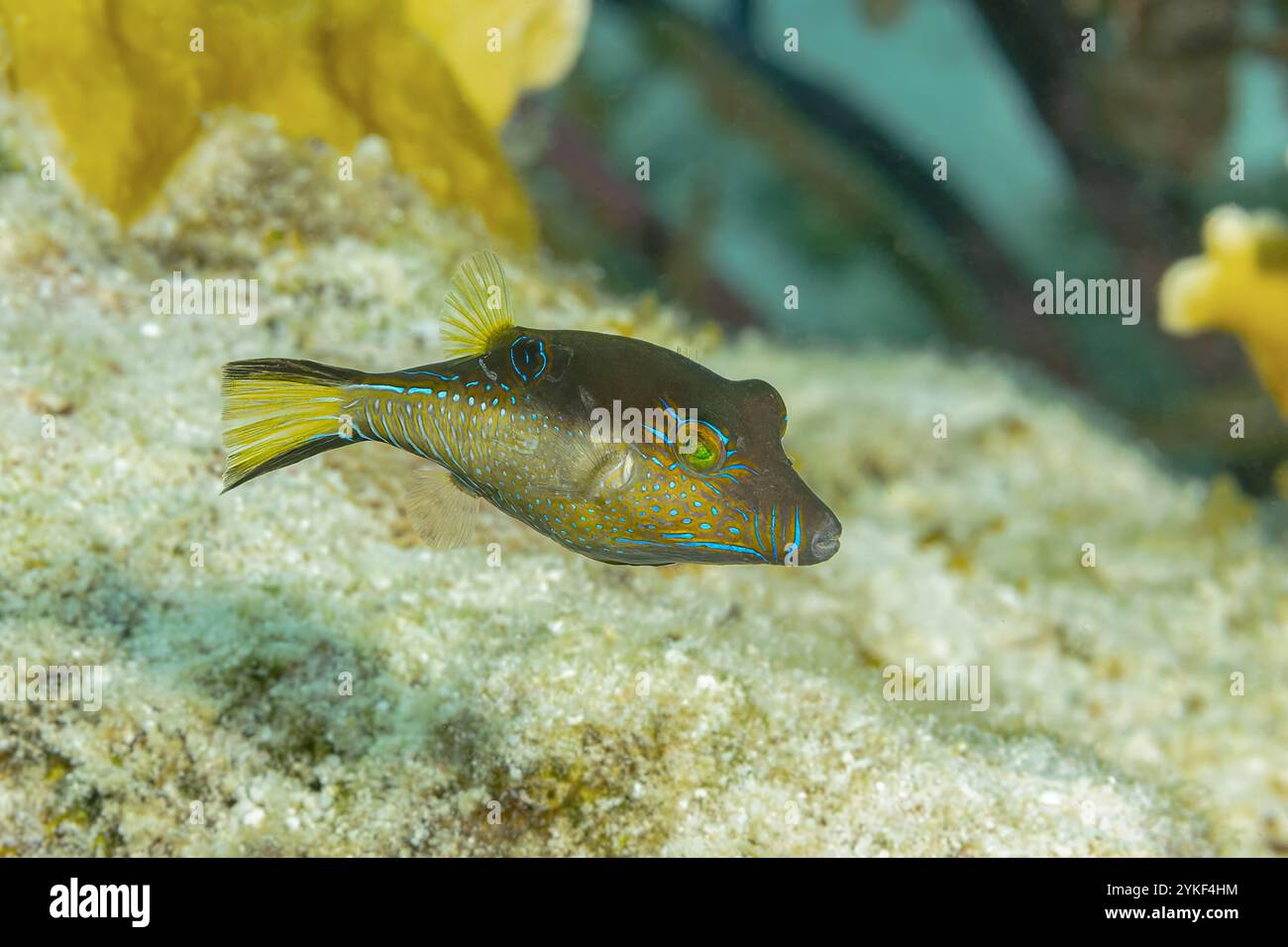 A vivid Canthigaster rostrata, also known as the Sharpnose Puffer ...