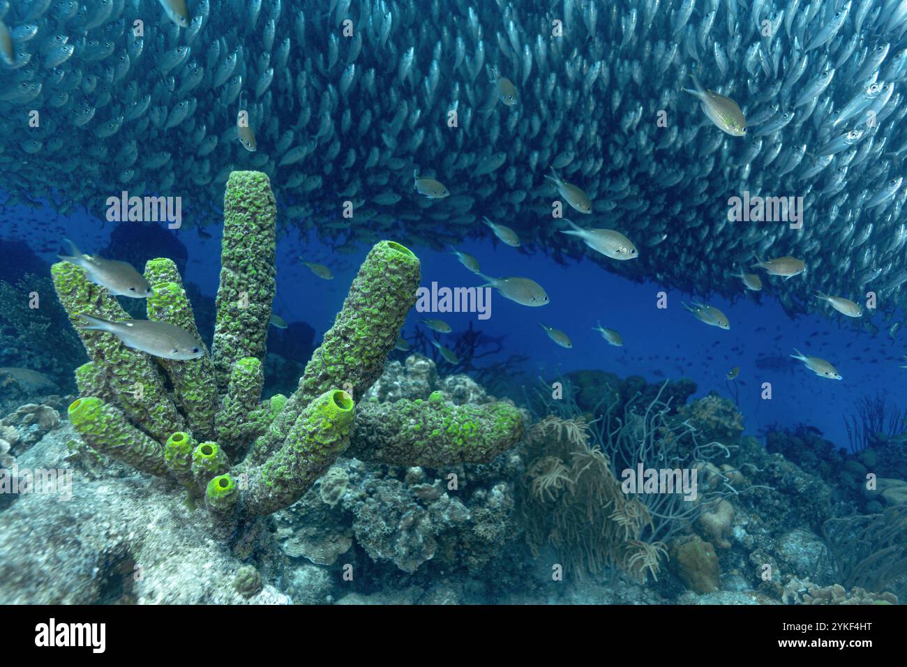 A dense school of Trachurus murphyi fish swarms over vivid coral reefs ...