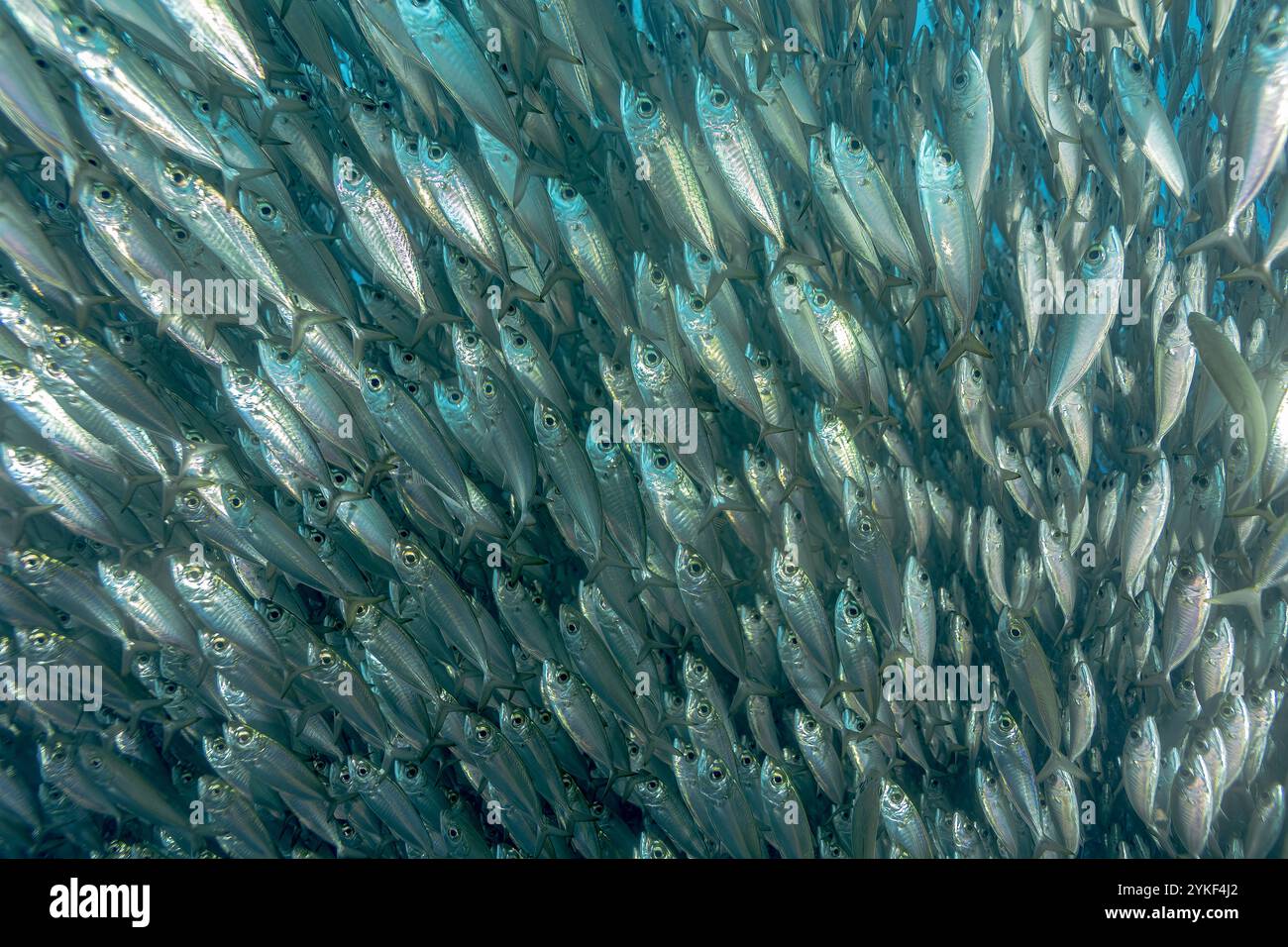 A dense school of Trachurus murphyi fish swarms over vivid coral reefs ...