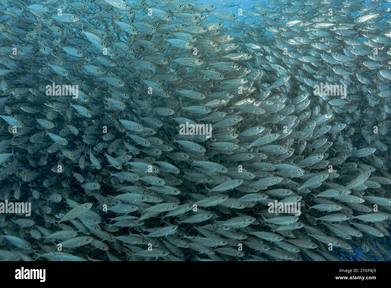 A dense school of Trachurus murphyi fish swarms over vivid coral reefs ...