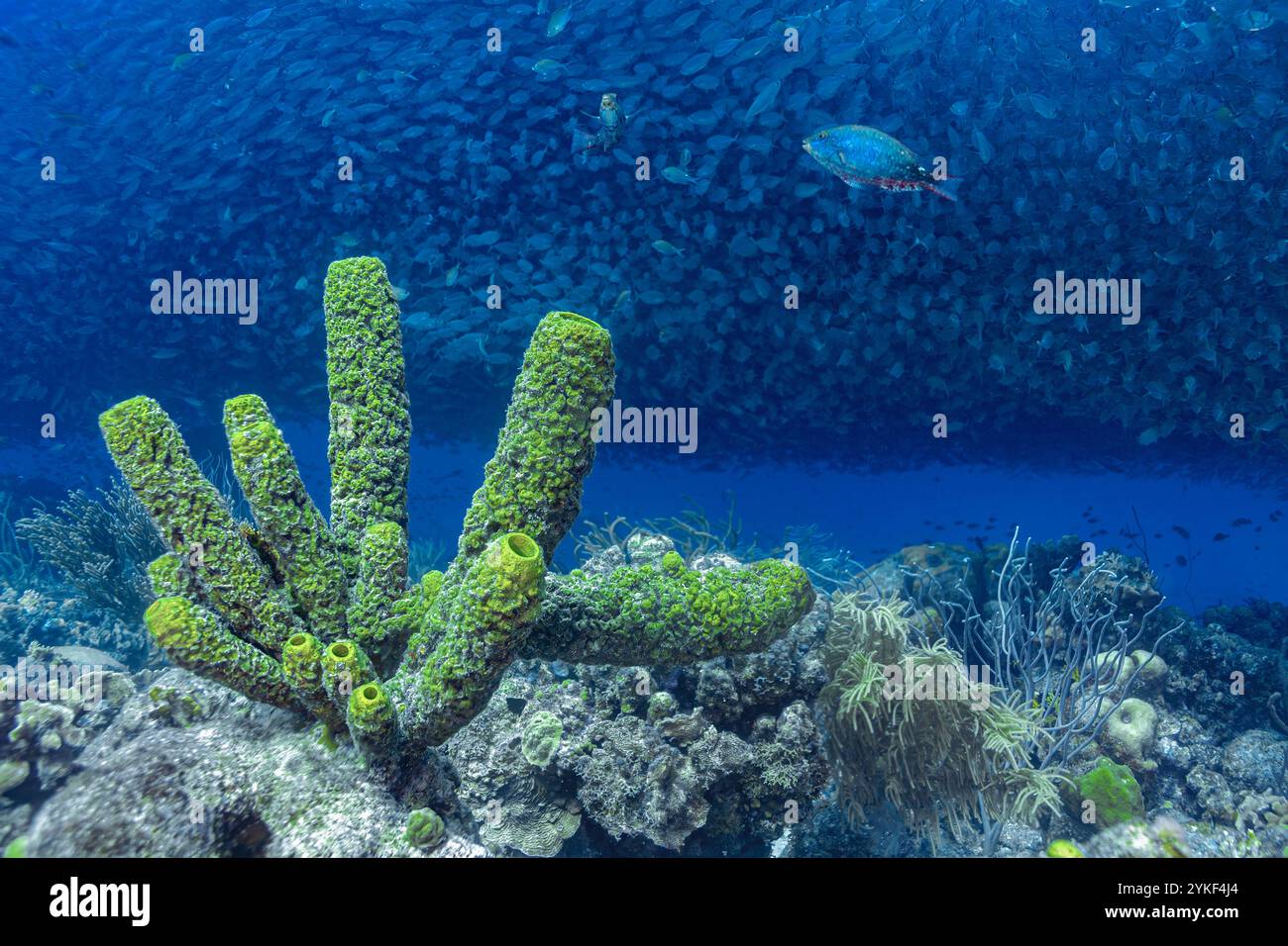 A dense school of Trachurus murphyi fish swarms over vivid coral reefs ...