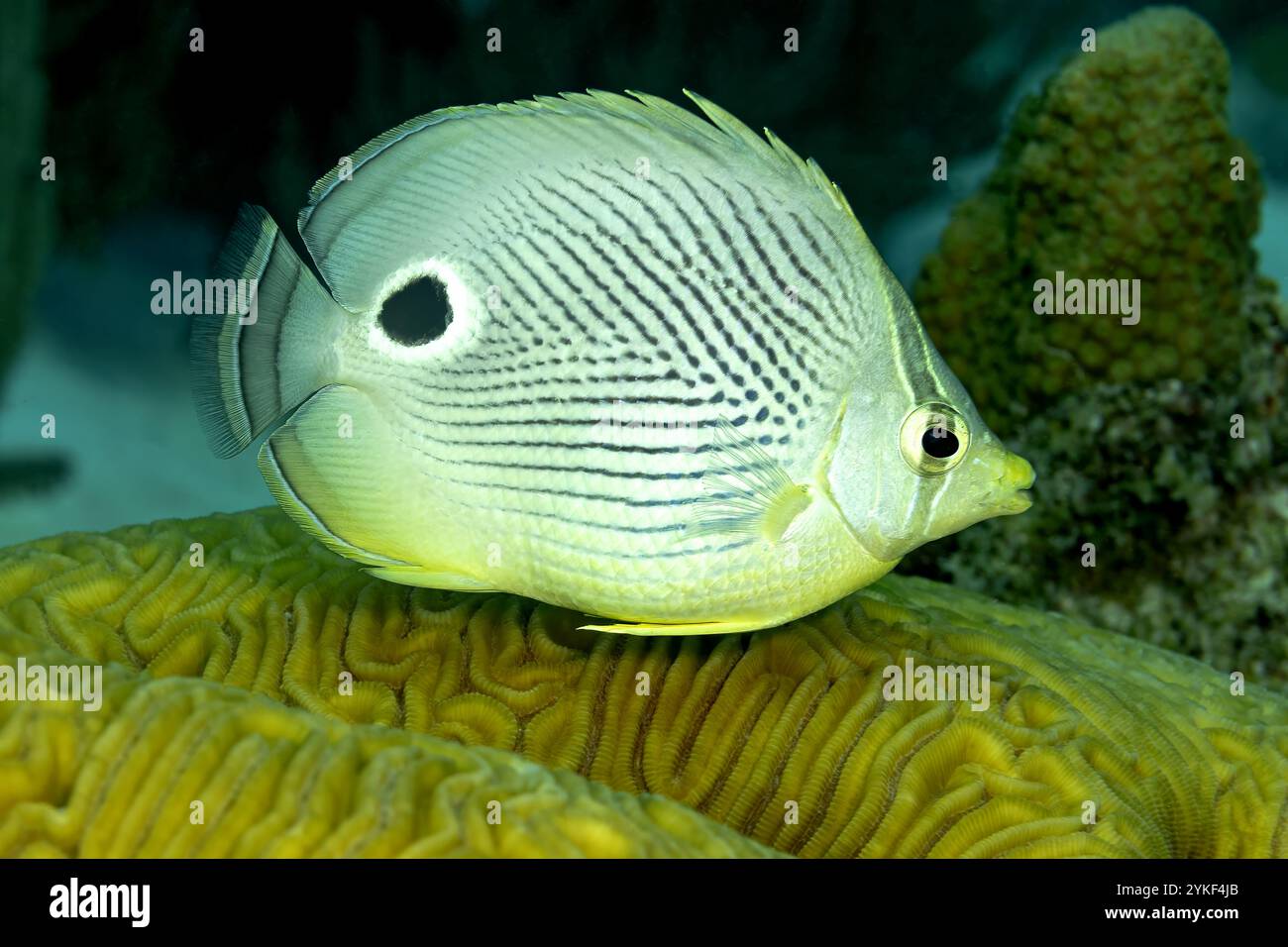 A vivid image capturing a Chaetodon capistratus, commonly known as the ...