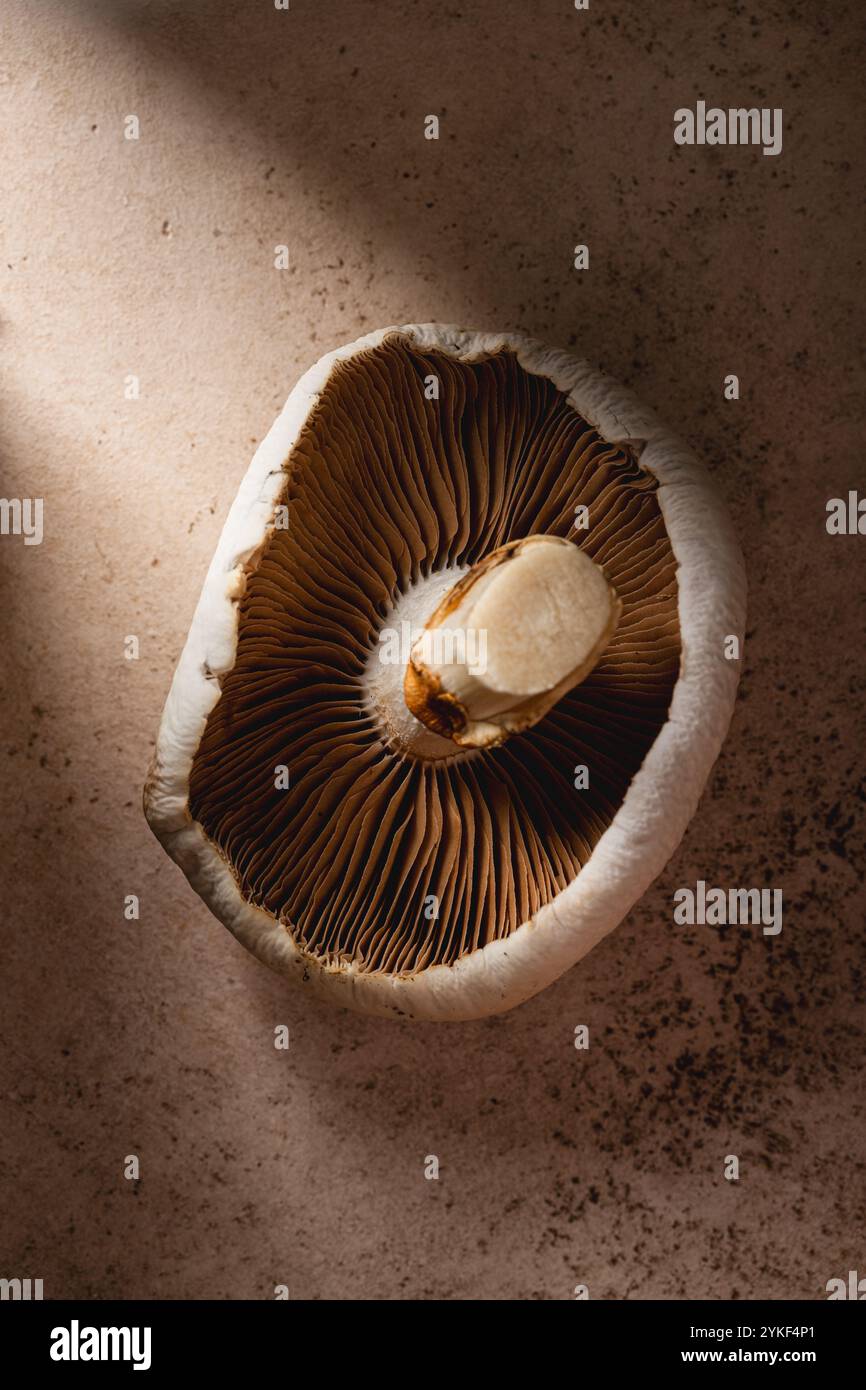 Detailed gill structure hi-res stock photography and images - Alamy