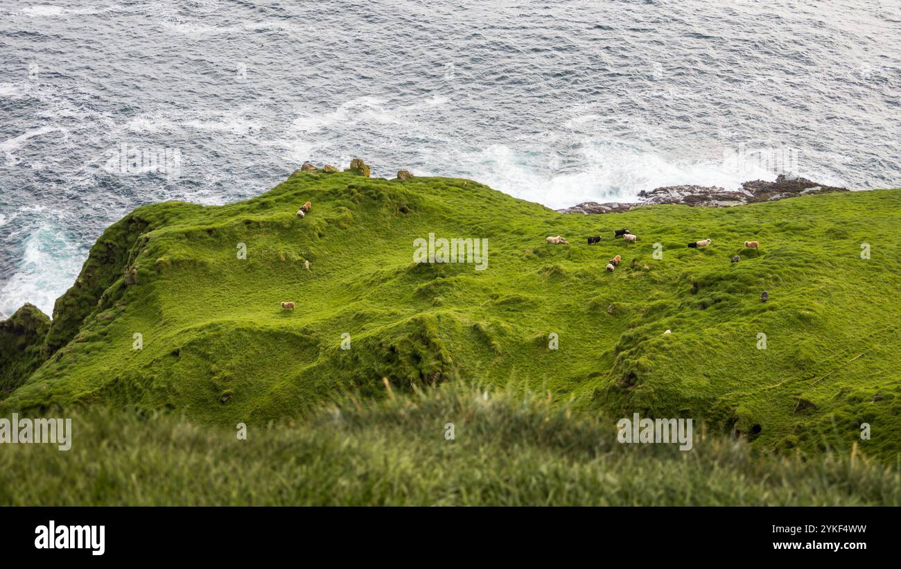 Grassy landscape on the coast with cliffs and Faroese sheeps in the ...