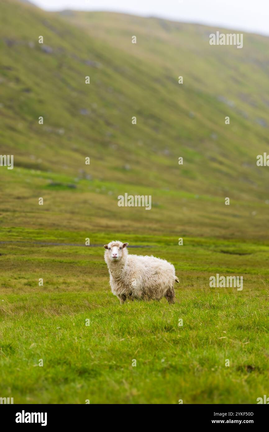 A single happy sheep in a green pasture from organic farming ...