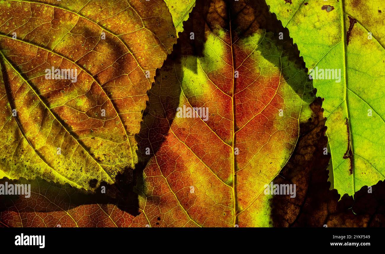 Chlorophyll gradient leaves hi-res stock photography and images - Alamy