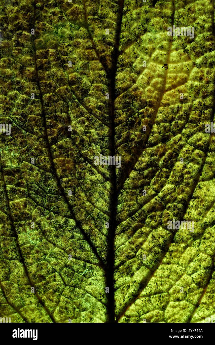 Delicate veins highlighted hi-res stock photography and images - Alamy