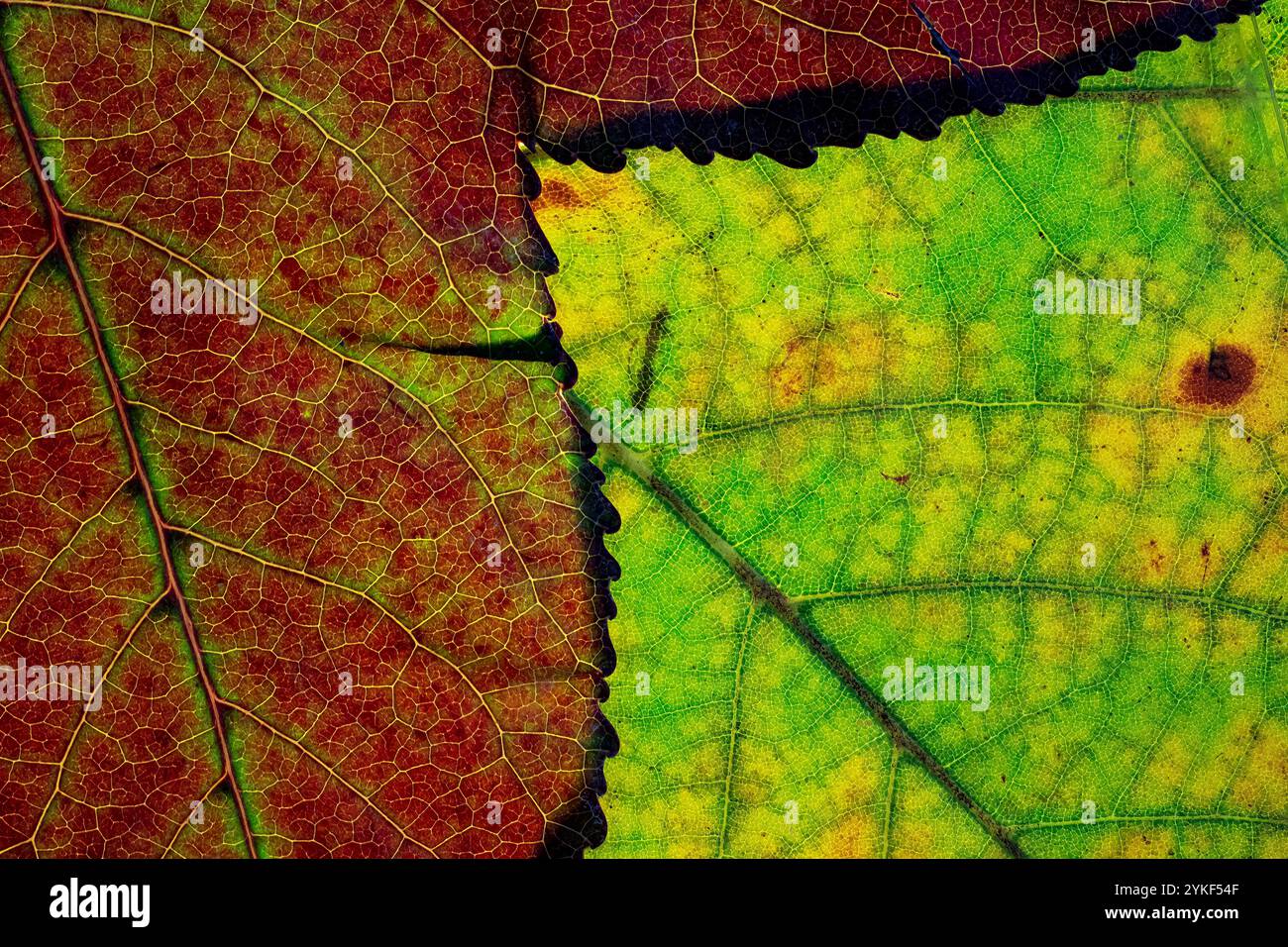 A close-up shot highlighting the intricate details and varying colors ...