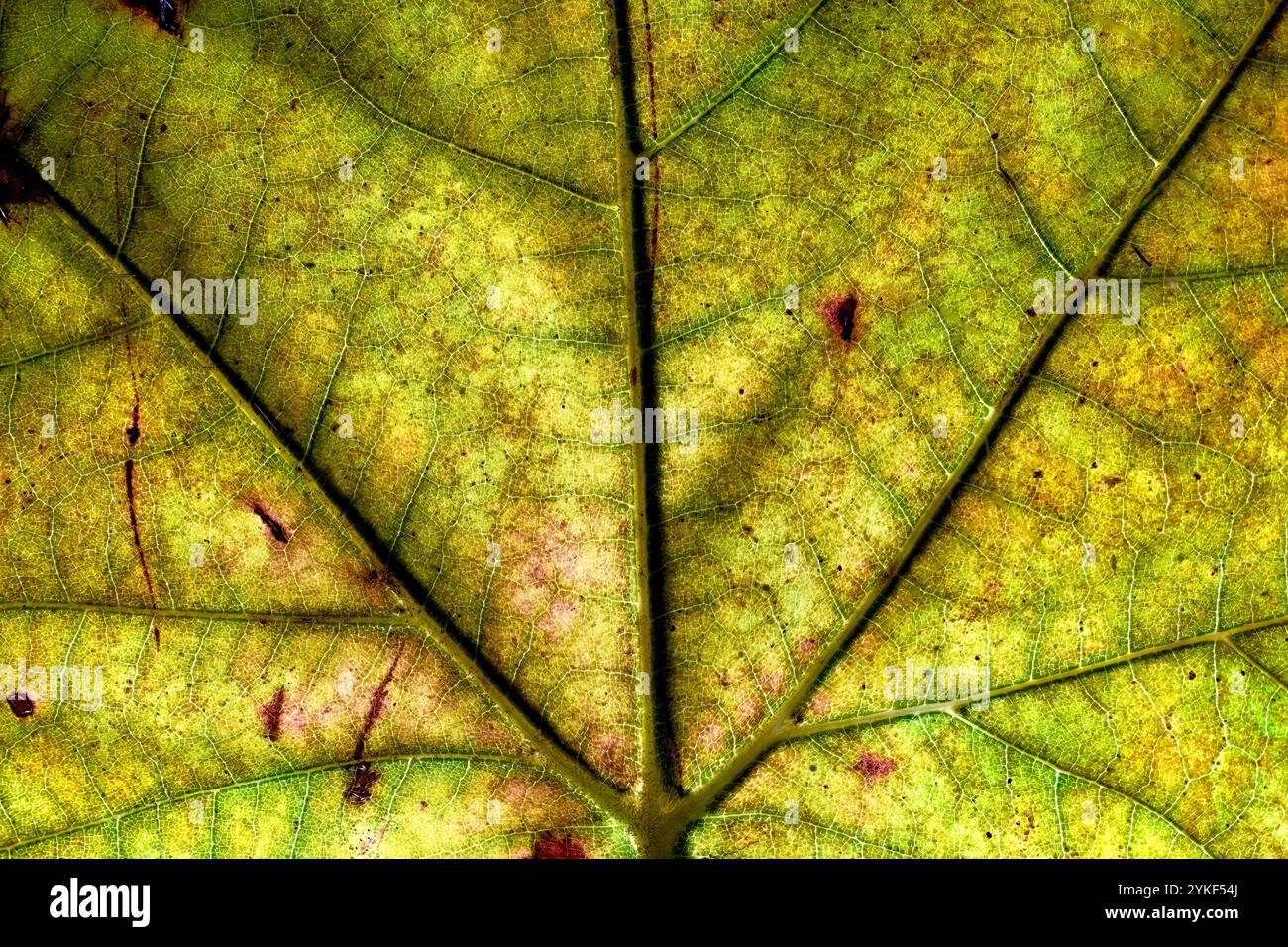 A detailed macro photograph showcasing the intricate vein pattern and ...