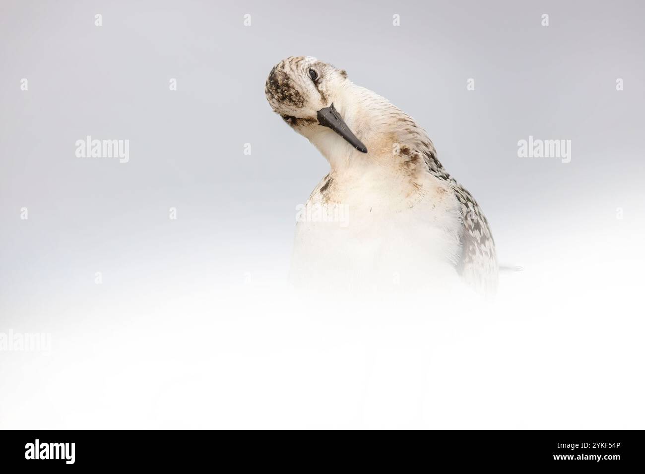 A solitary sandpiper cleans its feathers against a tranquil, hazy ...