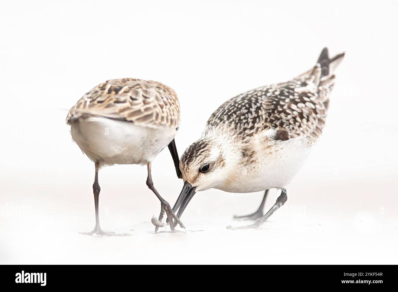 Probing beak Cut Out Stock Images & Pictures - Alamy