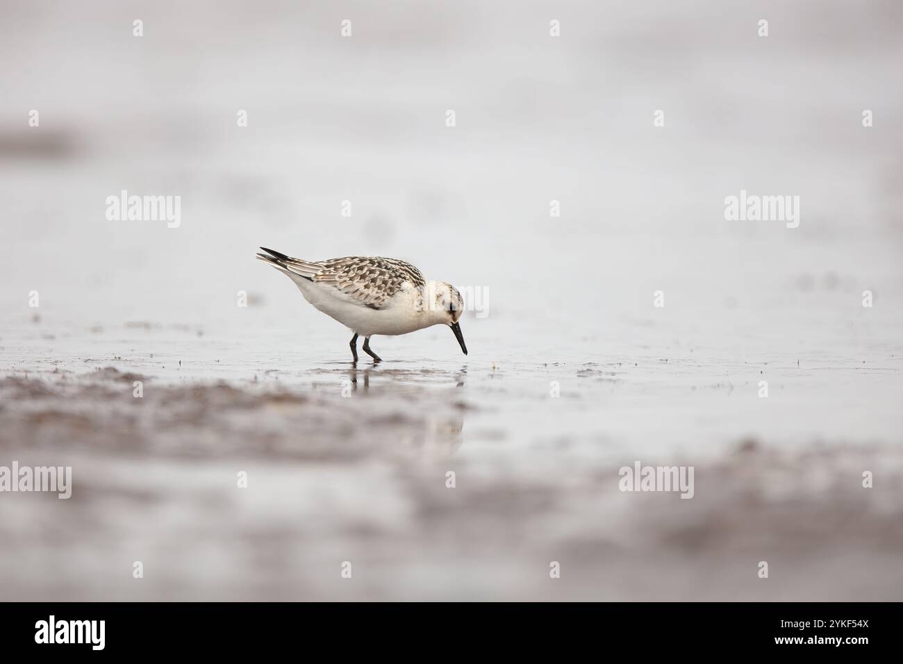 A solitary sandpiper bird forages along a tranquil beach, with its beak ...
