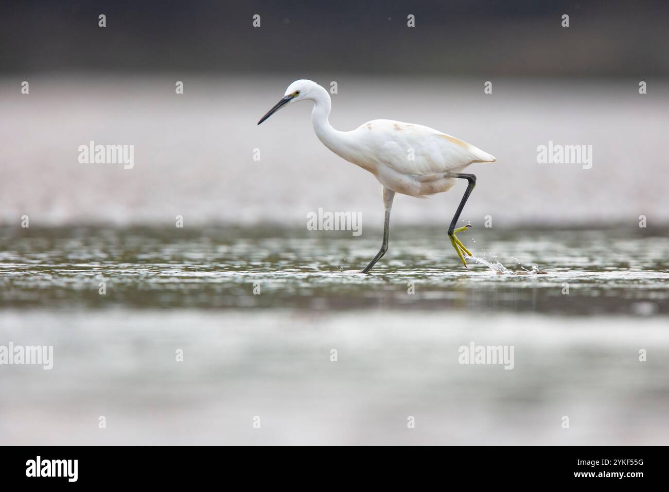 An elegant white egret stands mid-catch, its slender legs contrasting ...