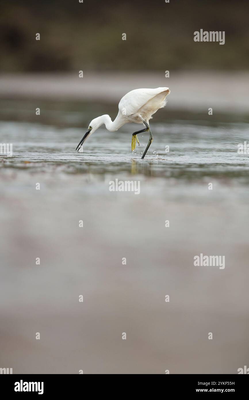 A graceful white egret stands in the water, focused intently on fishing ...