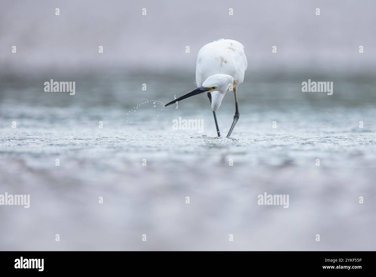 A graceful white egret meticulously fishes in shallow waters, perfectly ...