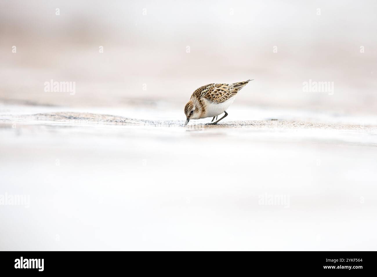 A lone little stint forages on the Cantabrian coast during its ...