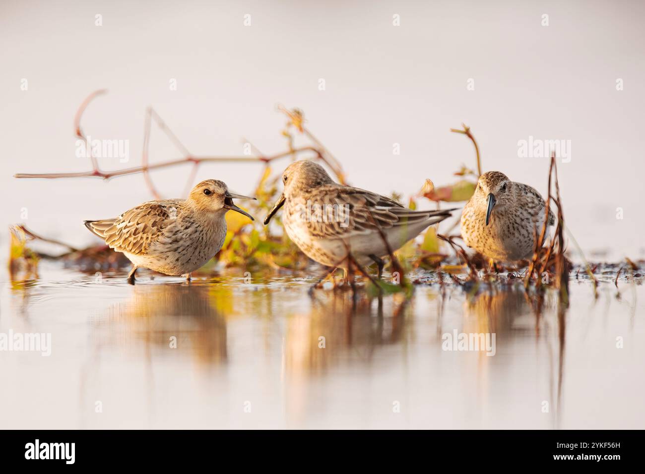A group of little stint forages in shallow waters along the Cantabrian ...