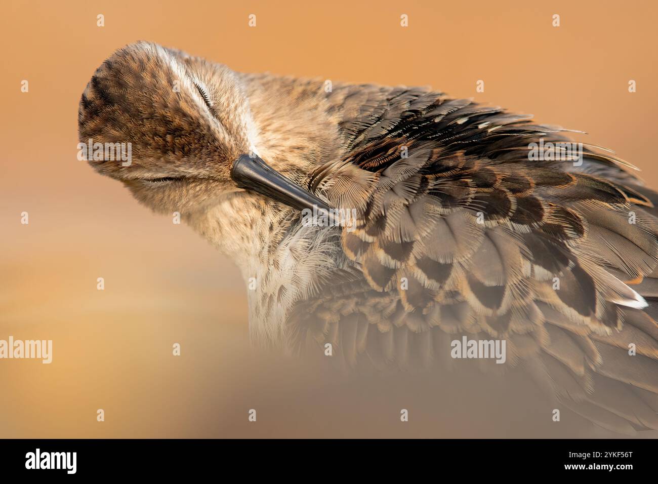 Showcasing fine feather patterns hi-res stock photography and images ...