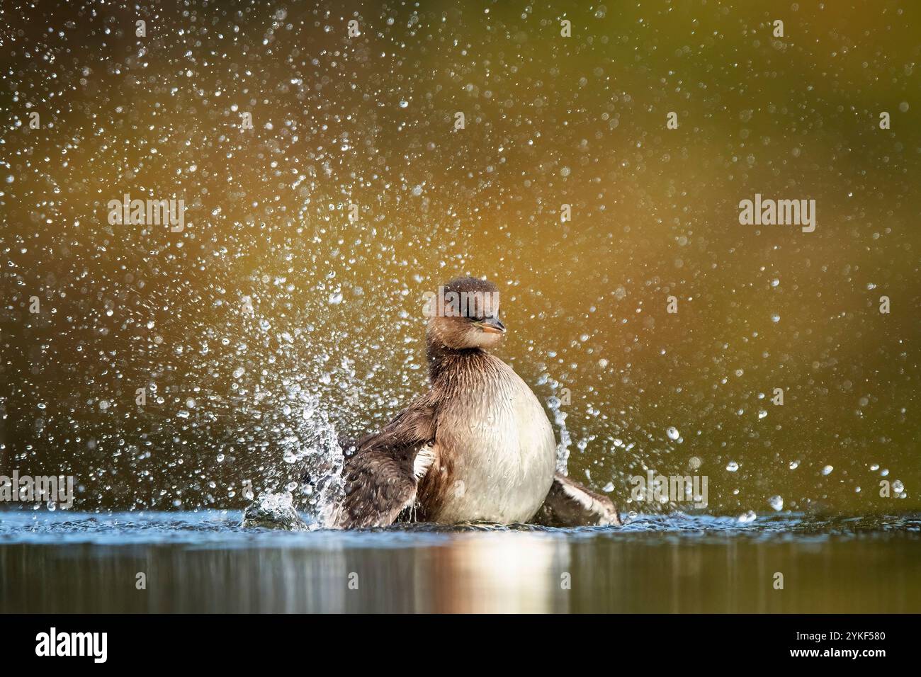 Watery serenity hi-res stock photography and images - Alamy