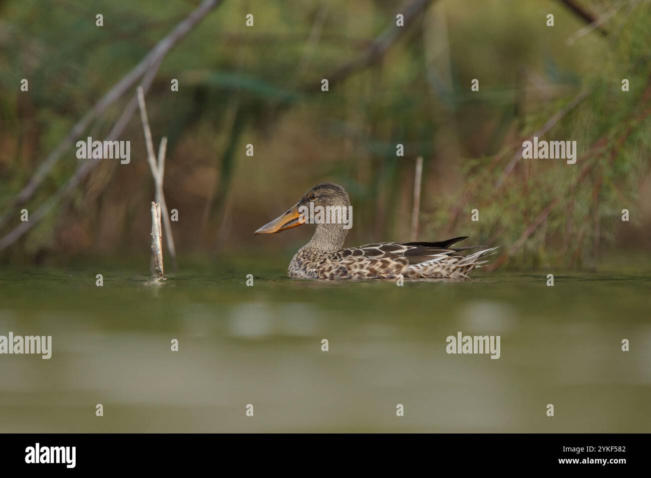 Northern Shoveler captured gracefully swimming in a serene body of ...