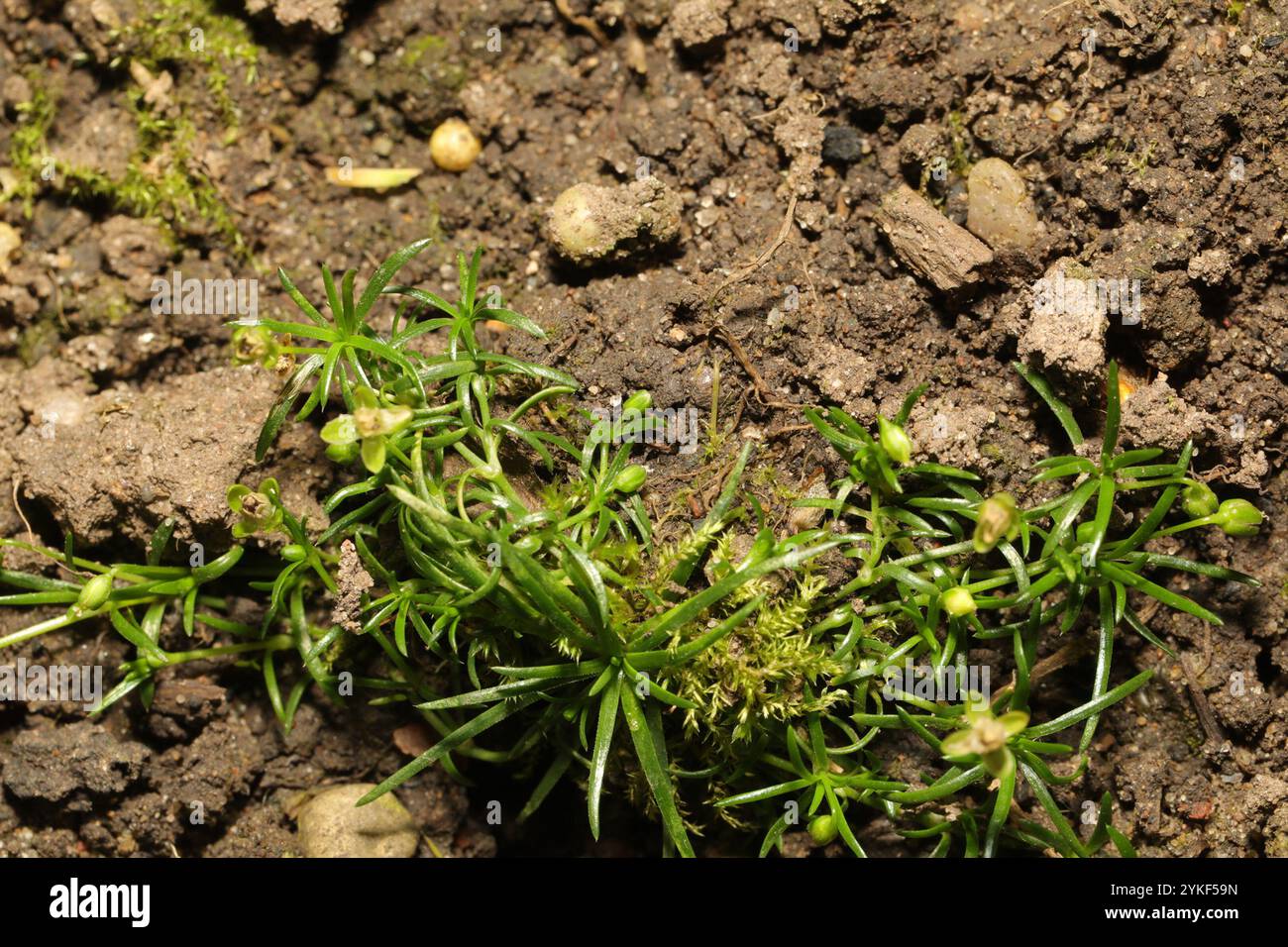 Procumbent Pearlwort (Sagina procumbens Stock Photo - Alamy