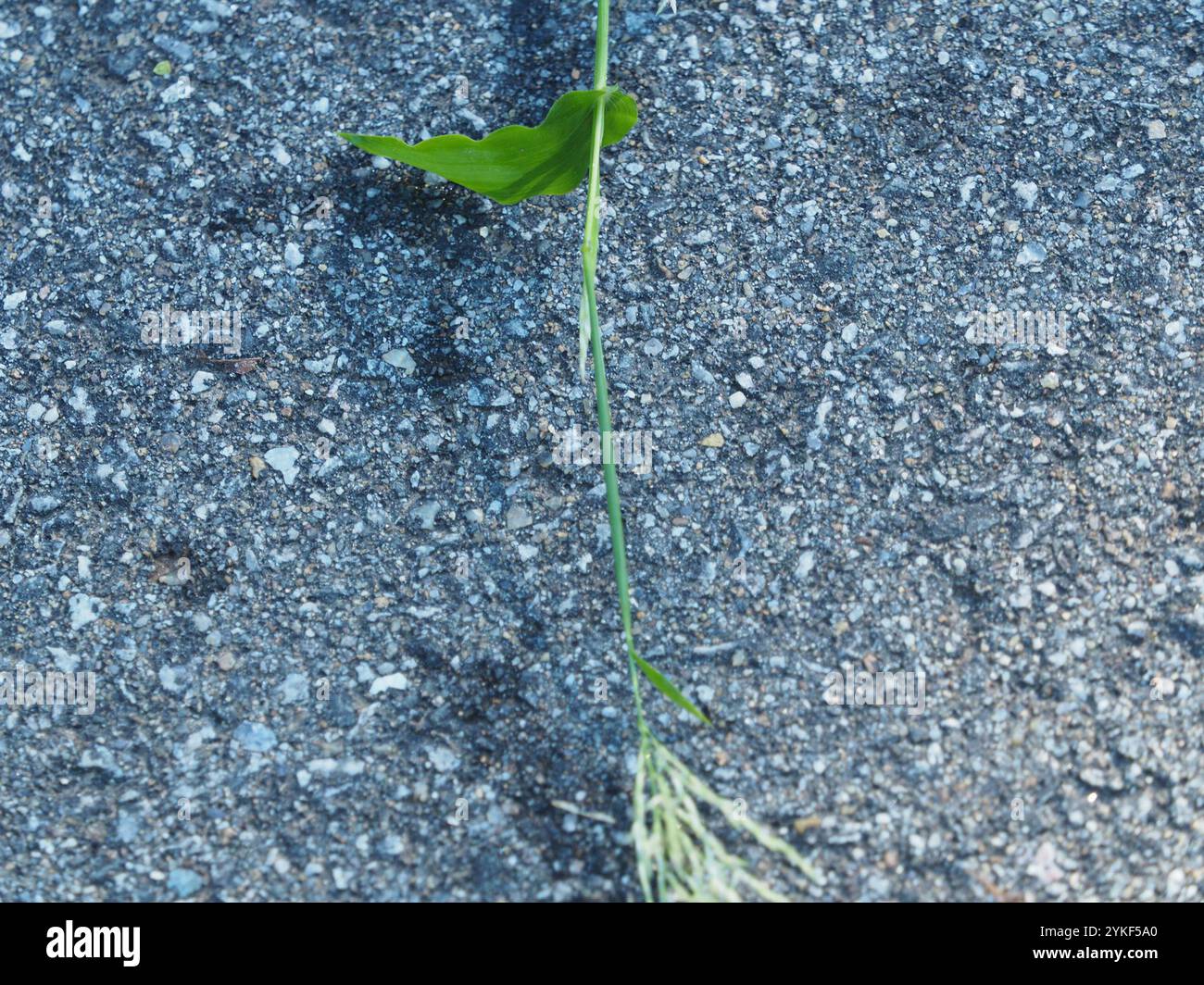 small carpetgrass (Arthraxon hispidus Stock Photo - Alamy