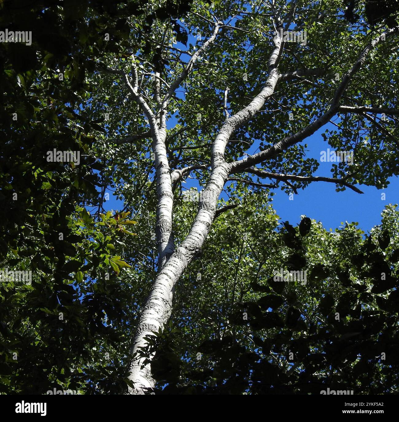 bigtooth aspen (Populus grandidentata Stock Photo - Alamy
