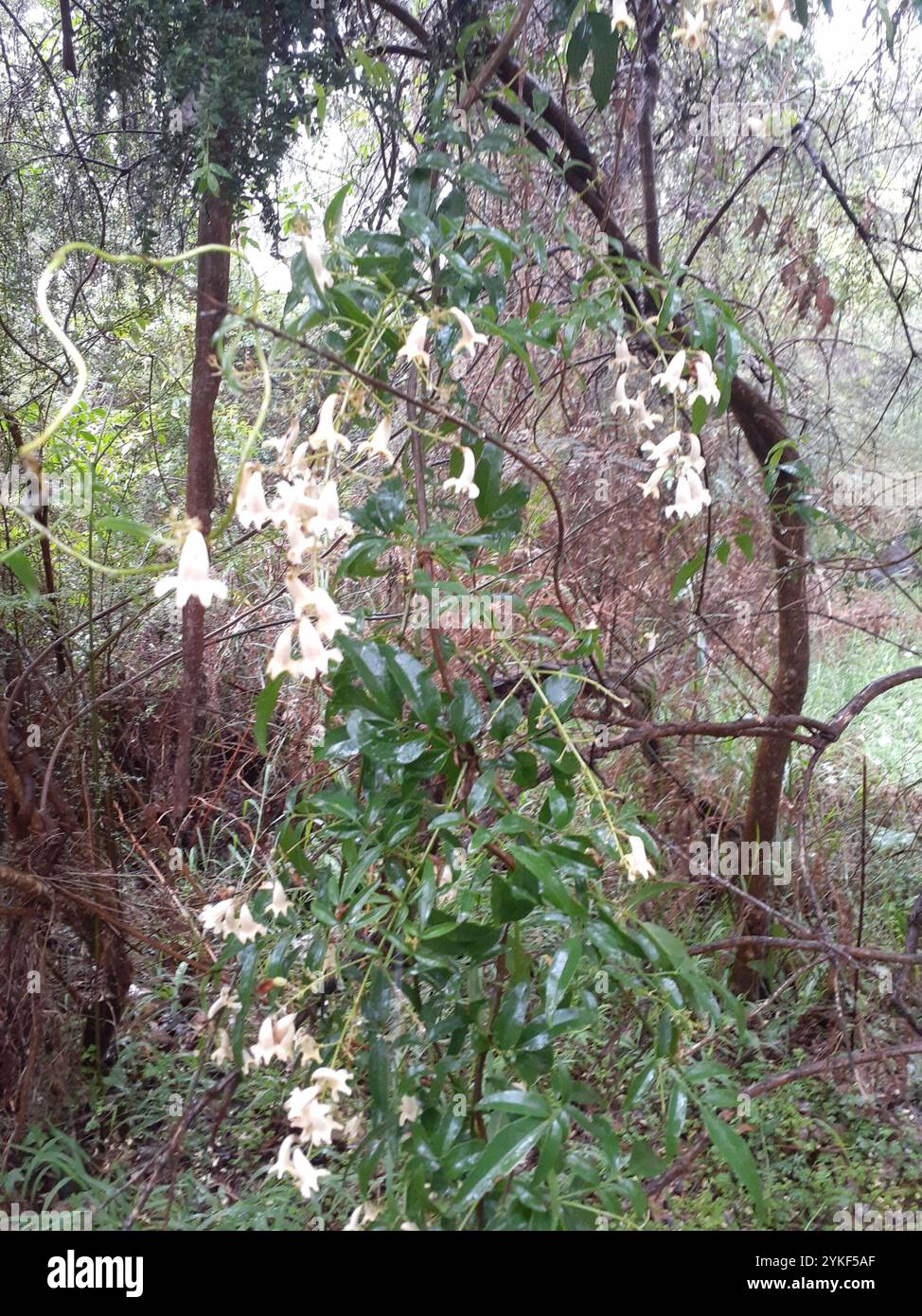 wonga vine (Pandorea pandorana Stock Photo - Alamy