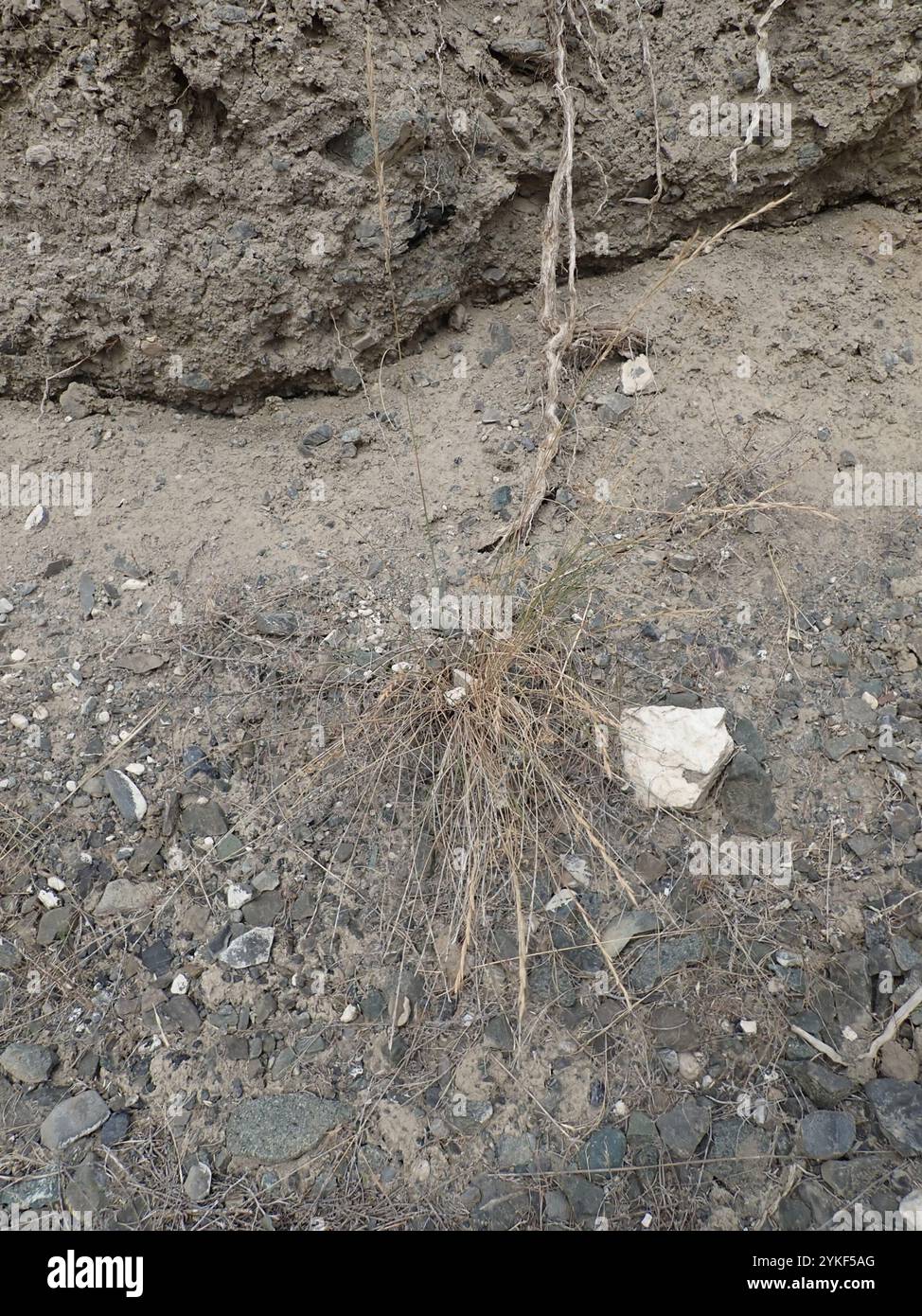 Bluebunch Wheatgrass (Pseudoroegneria spicata Stock Photo - Alamy