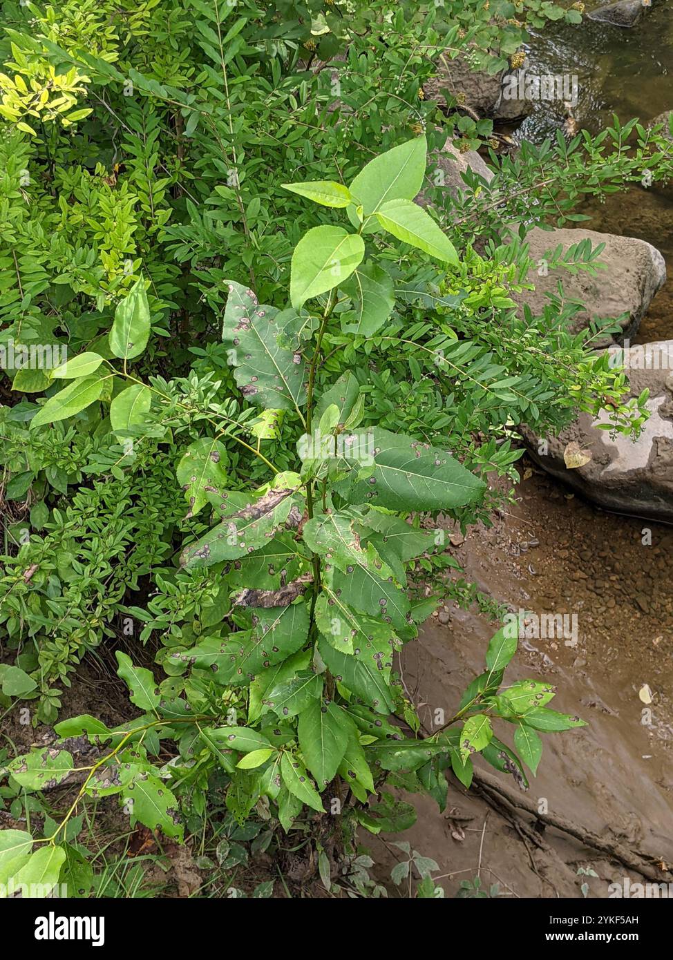 balsam poplar (Populus balsamifera Stock Photo - Alamy