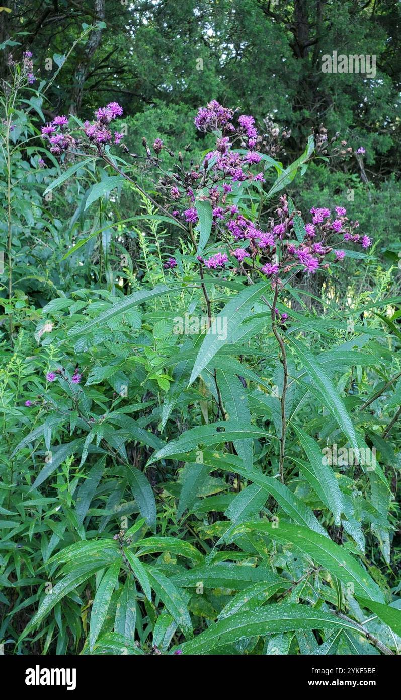 Tall Ironweed (Vernonia gigantea Stock Photo - Alamy