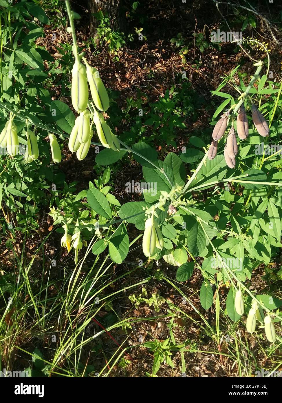 Showy Rattlebox (Crotalaria spectabilis Stock Photo - Alamy