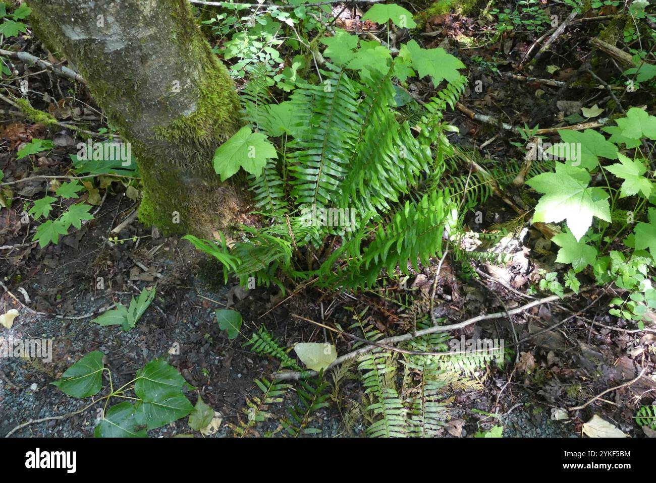 western sword fern (Polystichum munitum Stock Photo - Alamy