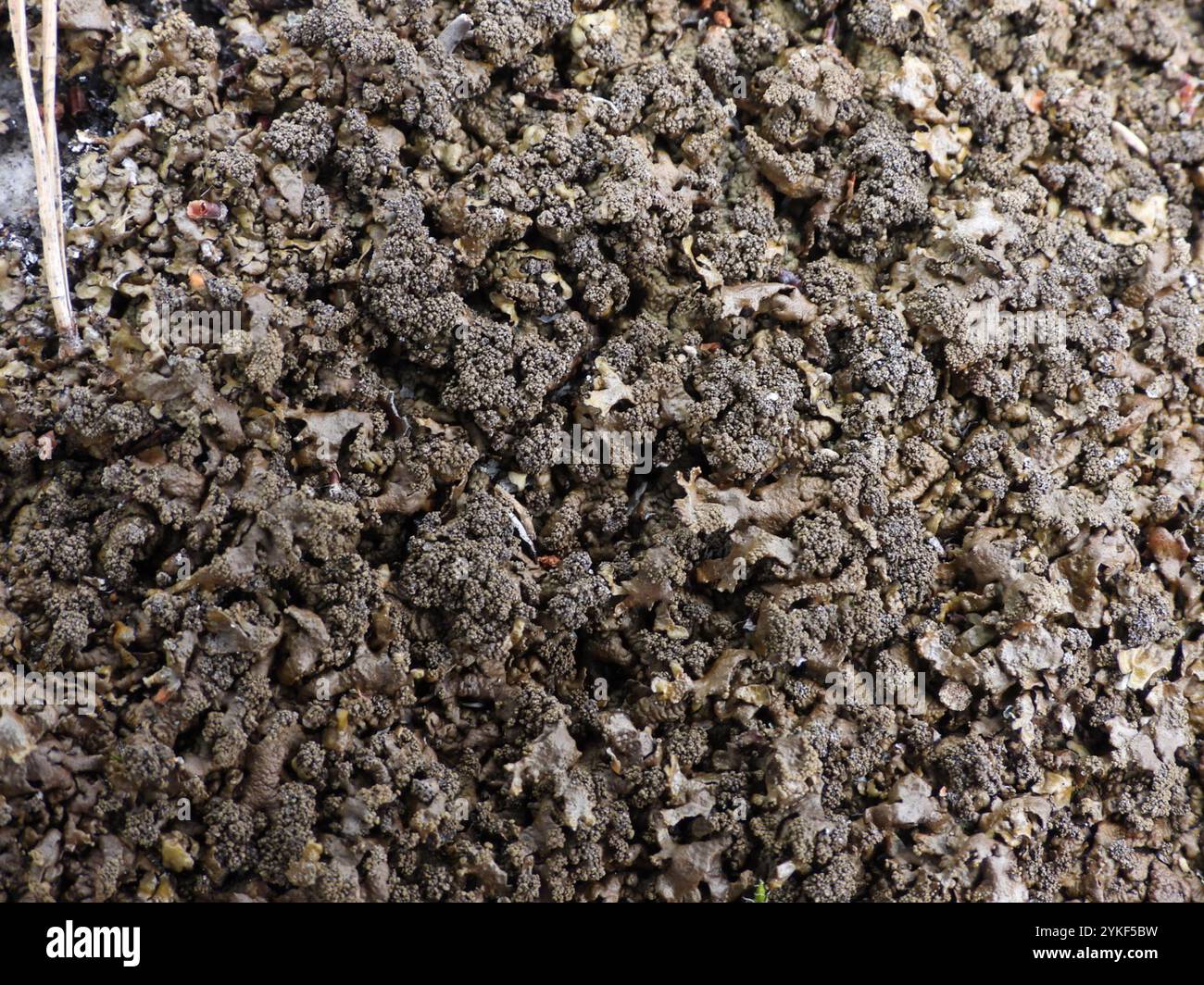 Blistered Camouflage Lichen (Xanthoparmelia loxodes Stock Photo - Alamy