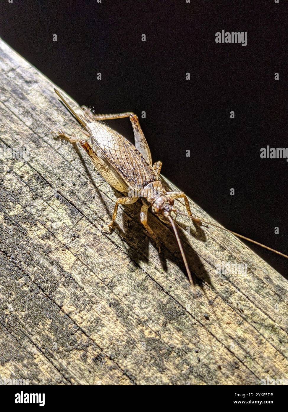 Hapithus hi-res stock photography and images - Alamy