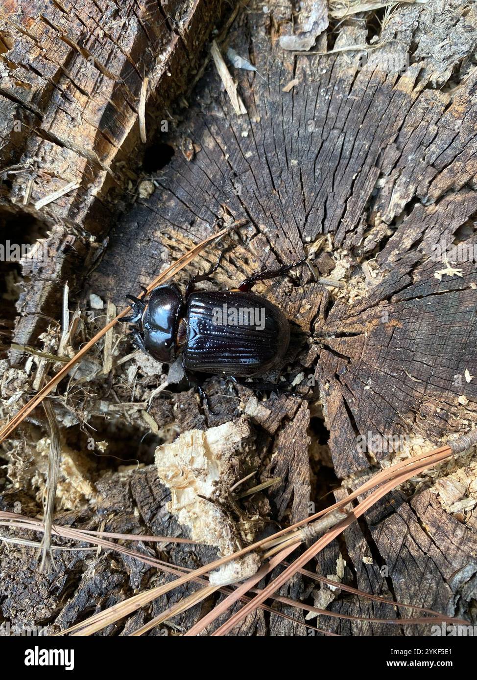 Triceratops Beetle (Phileurus truncatus Stock Photo - Alamy