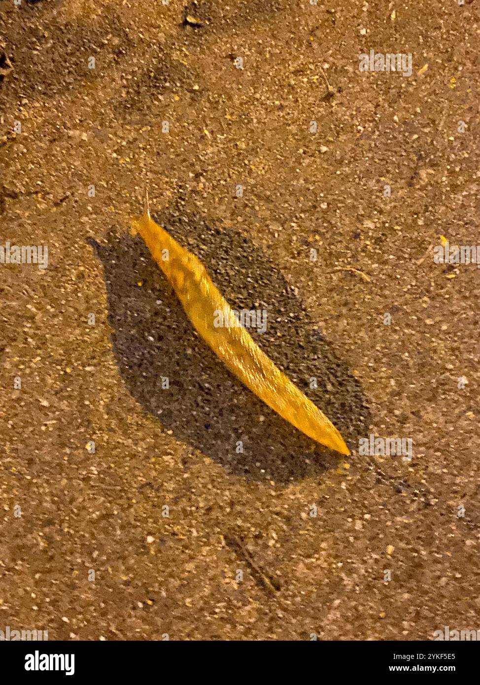 Green Cellar Slug (Limacus maculatus Stock Photo - Alamy